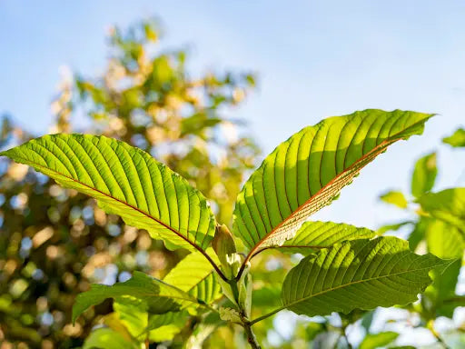 Kratom Strain Chart & Comparison: Which is Best for You?